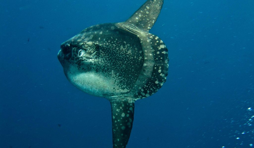 Vídeo: mergulhadores veem o gigante peixe-lua de perto, o maior peixe ...