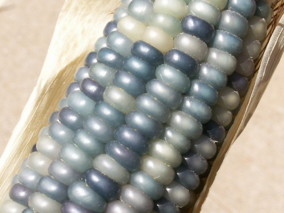 Conheça o milho colorido e de aparência vítrea que é sensação na internet