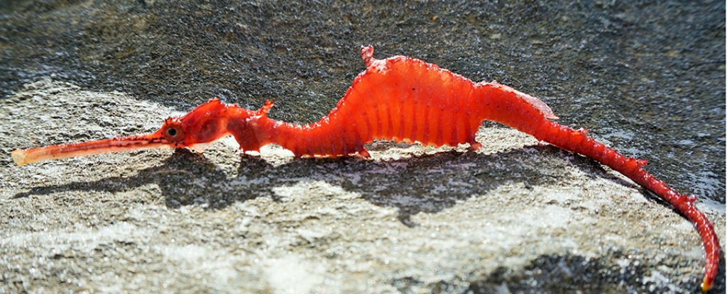 Raro dragão marinho é filmado vivo pela primeira vez