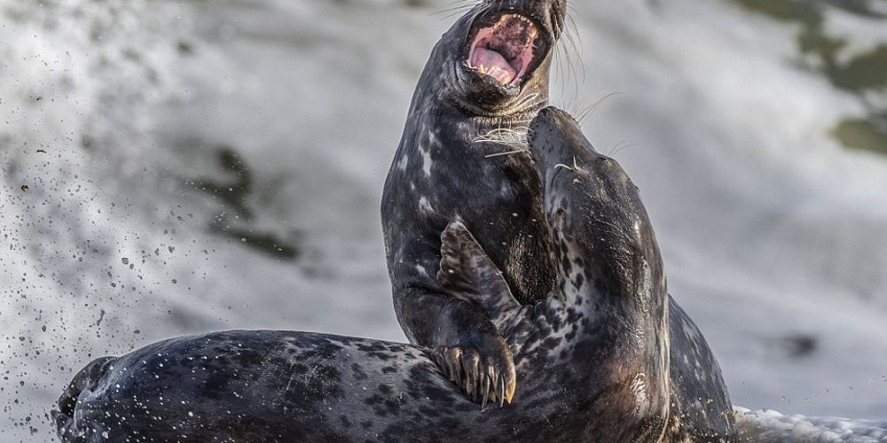 Fotos incríveis mostram batalha à beira-mar entre duas focas