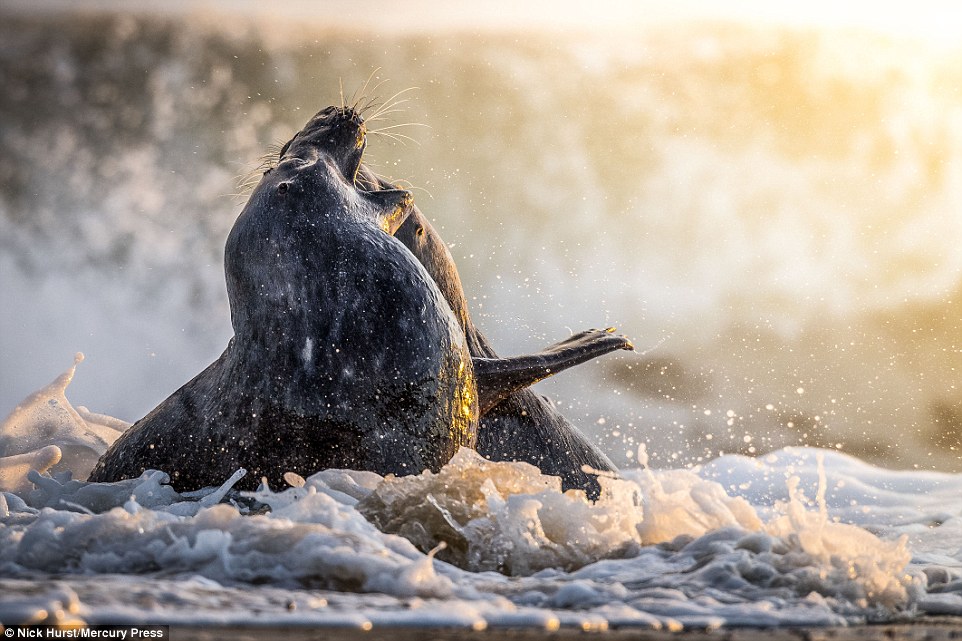 Fotos incríveis mostram batalha à beira-mar entre duas focas