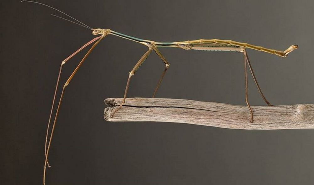 Inseto mais comprido do mundo é encontrado na China