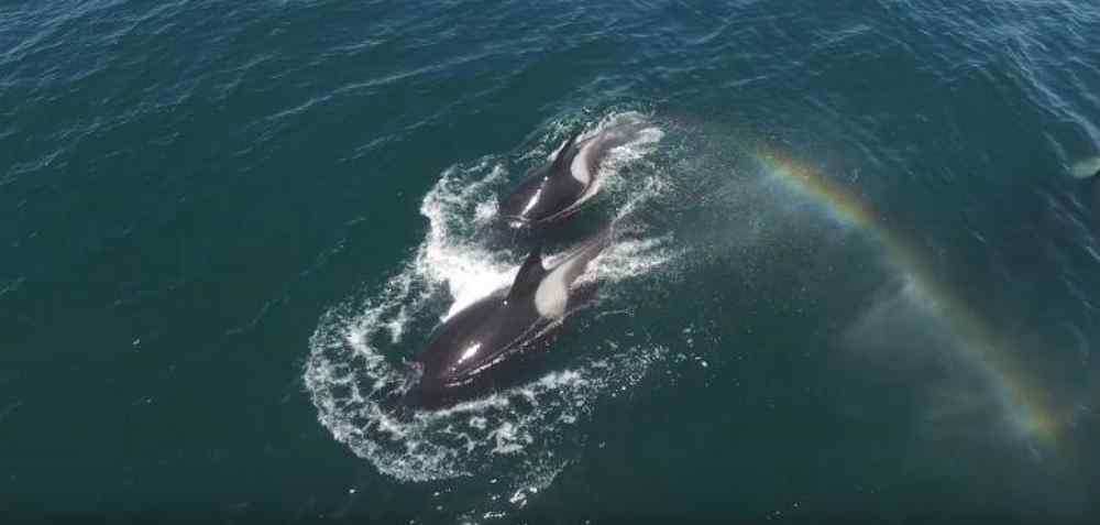Orcas produzem arco-íris enquanto nadam, e imagens encantam a internet