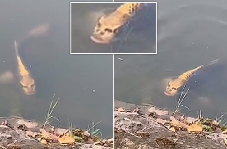 Inseto mais comprido do mundo é encontrado na China