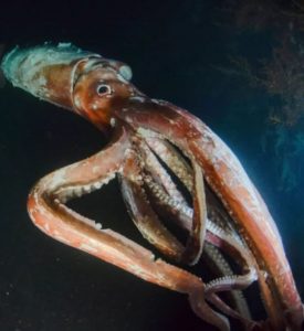 Lula-colossal assusta mergulhadores na costa do Japão: “É muito raro vê ...